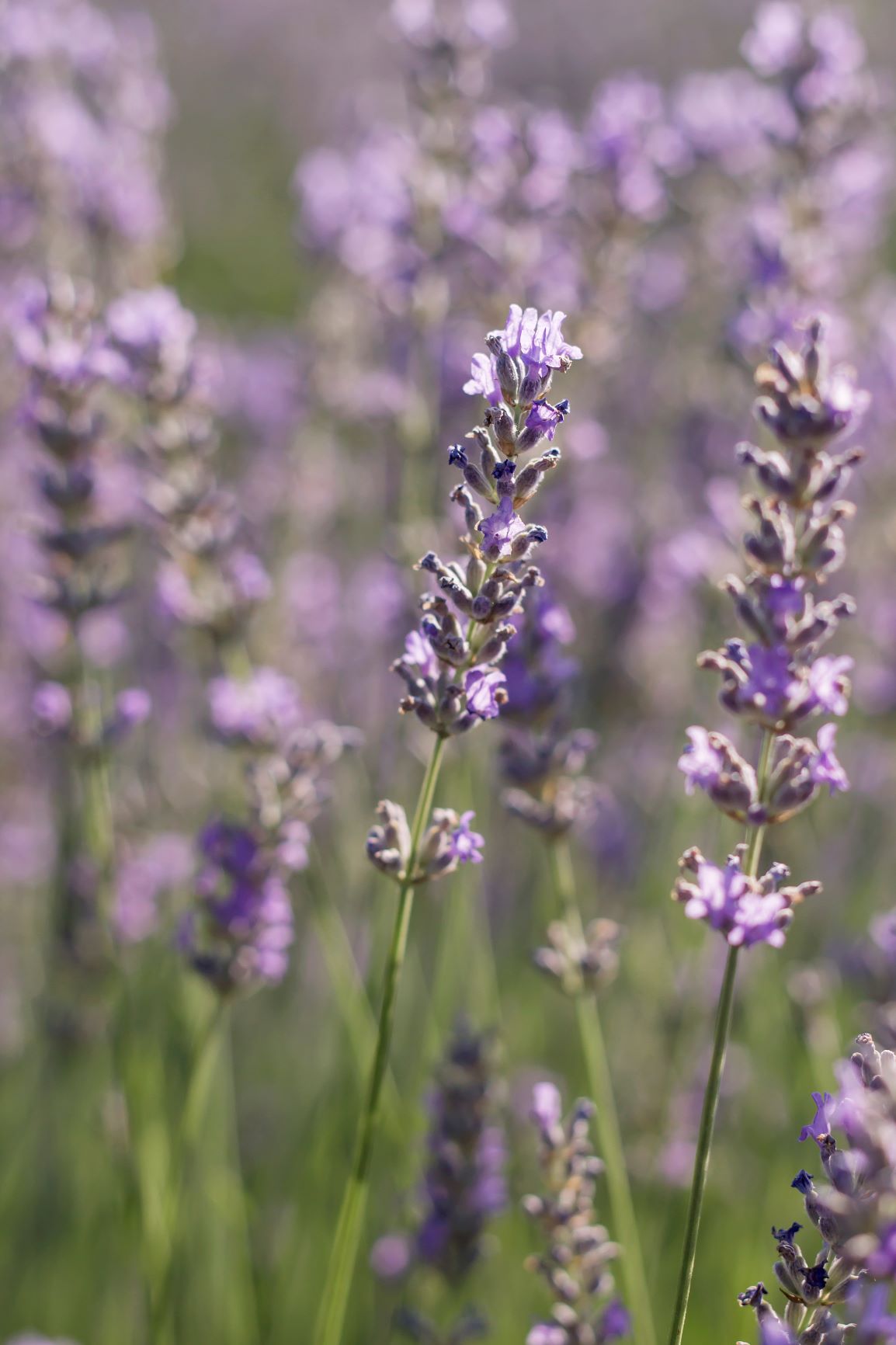 Essential Oil Spike Lavender (Lavandula latifolia) – Lotus Aroma